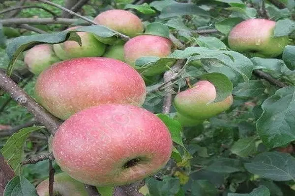 Pohon buah