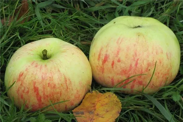 Árbore de mazá adulto