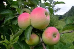 Características e descrición da variación de mazá, cultivo, aterrizaje e coidado