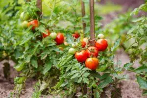 Instructions for the use of fungicides for tomatoes and selection criteria