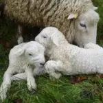 Chiên Sơ sinh: Ngoại hình và trọng lượng, những thủ tục để lại là cần thiết 6905_4