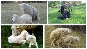 फर्श परिपक्वता भेड़ और जोड़ी विशेषताएं, गर्भाधान विधियां