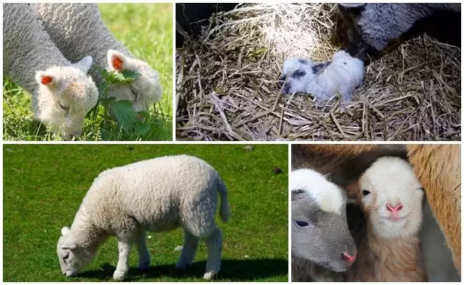 Cừu sơ sinh.