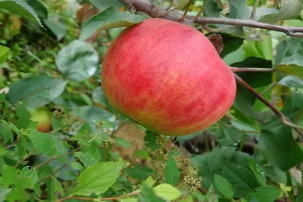 أشجار التفاح الشتلات