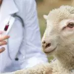 Pecore Bradzot: patogeno e segni di malattia, trattamento e prevenzione 6918_10