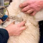 Bradzot Domba: Patogen lan Tandha Penyakit, Perawatan lan Pencegahan 6918_11
