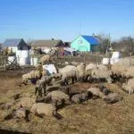 Bradzot Sheep: الممرض وعلامات المرض والعلاج والوقاية 6918_3