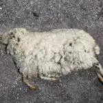 Bradzot Sheep: الممرض وعلامات المرض والعلاج والوقاية 6918_4