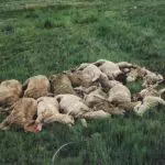 Բրադզոտ ոչխարներ. Պաթոգեն եւ հիվանդության նշաններ, բուժում եւ կանխարգելում 6918_5