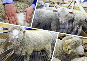Os motivos do desenvolvemento de ovellas en Australia e as mellores razas, o tamaño do gando