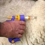 ब्रैडज़ोट भेड़: रोगजनक और रोग, उपचार और रोकथाम के संकेत 6918_9