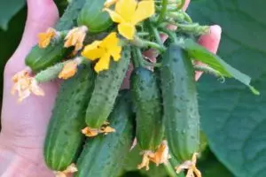 Characteristic and description of the grade of Cucumber Maryina Grove, its yield