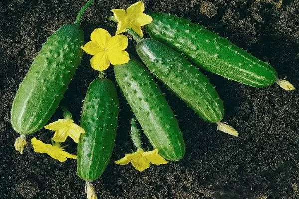 Cucumber Libella