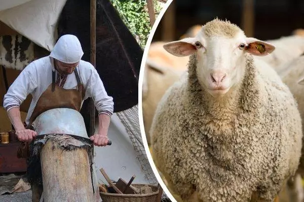 Distribution af fåreskind derhjemme