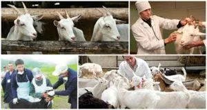 Кои болести ја штитат вакцинацијата на козите и кои вакцинации прават