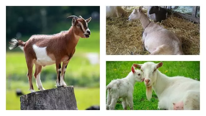 Kambing itu hamil