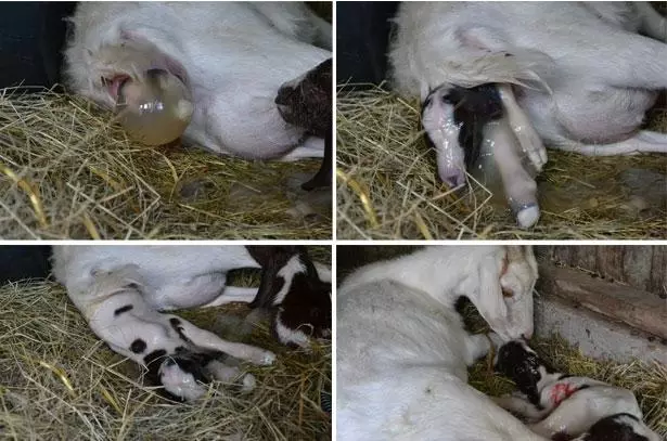 Doğum veren keçi