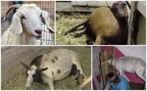 Oarsaken en symptomen fan postpartum paresis hawwe geiten, behanneling en previnsje