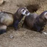 Làm bao nhiêu ferrets sống: số năm ở nhà và hoang dã, làm thế nào để xác định tuổi tác 6966_7