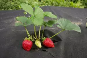 Typer av observatörsvävnader och material för jordgubbar från ogräs