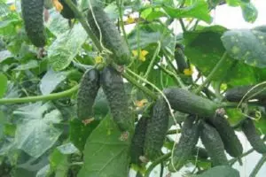 Description of Cucumber Cucumber F1, its characteristic and yield