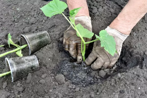 Planting Seedlings