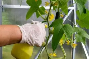 Applications and dosage trichopol for spraying and processing cucumbers
