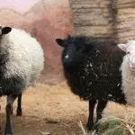 Sheep Dwarf: descrición 6 das razas máis novas e características de contido 6974_4