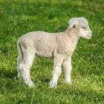 Sheep Dwarf: descrición 6 das razas máis novas e características de contido 6974_7