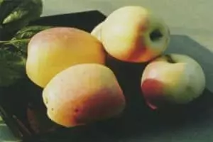 Opis jabłoni Ryga Gołębie, charakterystyka wydajności i regiony uprawy