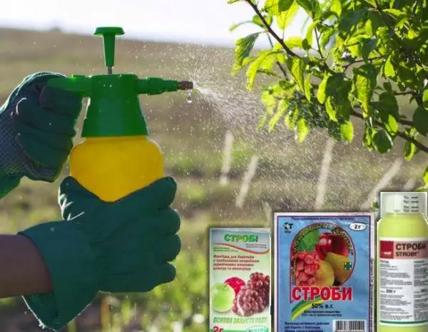 Pag-spray ng fungicide