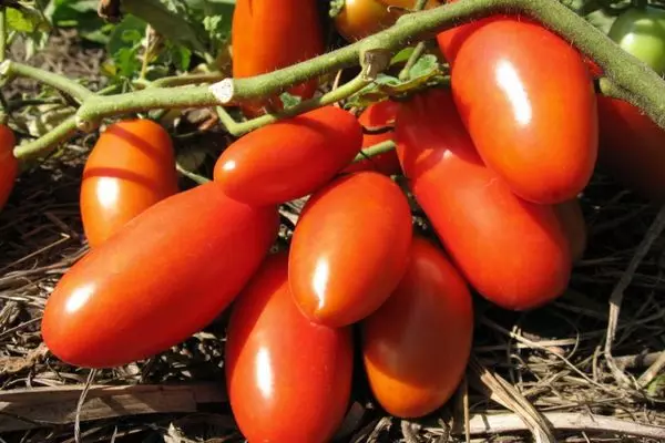Awọn tomati ti o pọn