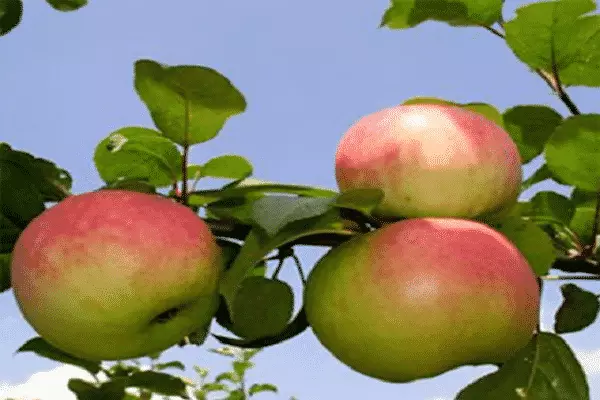 Fruit characteristics