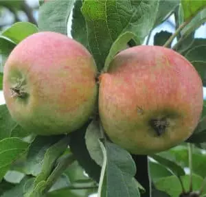 Խնձորի ծառերի բազմազանության նկարագրությունը եւ բնութագրերը Boboff, Landing, Curtation եւ Care