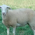 Πρόβατα Lacon: Περιγραφή της φυλής και των χαρακτηριστικών, απαιτήσεις για το περιεχόμενό τους 6986_3