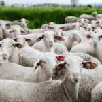 Πρόβατα Lacon: Περιγραφή της φυλής και των χαρακτηριστικών, απαιτήσεις για το περιεχόμενό τους 6986_4