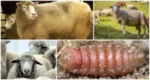 Description et symptômes de l'éloigne des moutons, des méthodes de parasitologie et de traitement