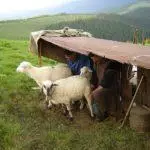 Koyun sütünün verilmesi: Günde sayı, yapabileceğiniz faydalar ve zararlar 6989_10