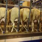 Είτε γάλα πρόβατα δίνουν: ο αριθμός ανά ημέρα, τα οφέλη και η βλάβη που μπορείτε να κάνετε 6989_3