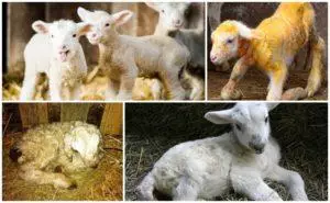 მიზეზები და ნიშნები თეთრი ცხვრის დაავადება, მკურნალობა და პრევენცია