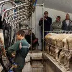 Koyun sütünün verilmesi: Günde sayı, yapabileceğiniz faydalar ve zararlar 6989_9