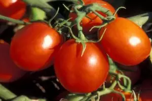 Descrição da variedade de Tomate Stanic, características de crescimento e cuidados