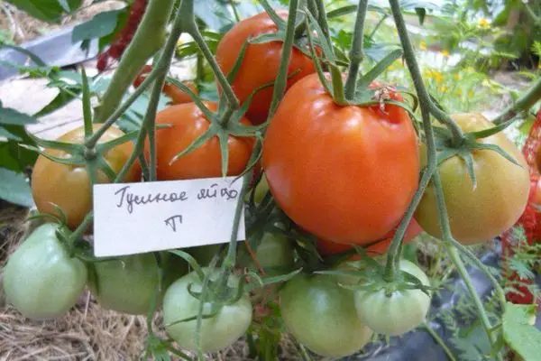 Tomatos Tyfu