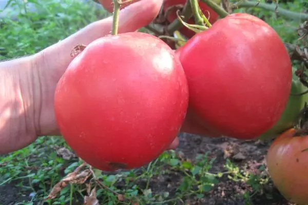 Ripe tomato