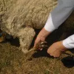 پوسیدگی گوسفند گوسفند: علائم و درمان در خانه، پیشگیری 7002_8