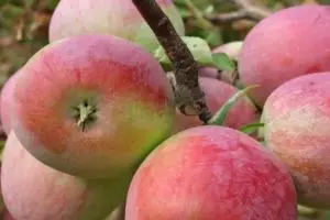 Beskrivning och egenskaper hos ett äppeltillstånd eszo, värdighet och nackdelar, avkastning