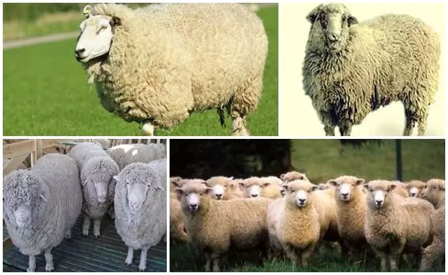 Kuibyshev品种绵羊
