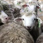 Giống Kuibyshev của cừu: Đặc điểm và mô tả, quy tắc nội dung 7013_10