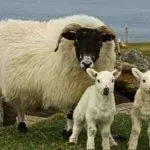 Kuibyshev raça de ovelhas: características e descrições, regras de conteúdo 7013_11