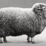 Kuibyshev भेड़ की नस्ल: विशेषताओं और विवरण, सामग्री के नियम 7013_3